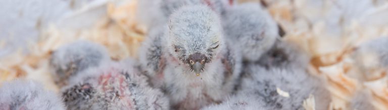 eulenbabys_slider | Neunkircher Zoo