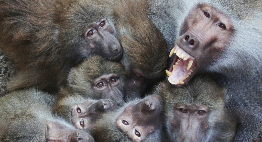 Informationen zu Ihrem Zoobesuch unter besonderen Bedingungen ...